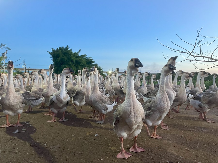 AI program developed by students benefits goose farm-Xinhua