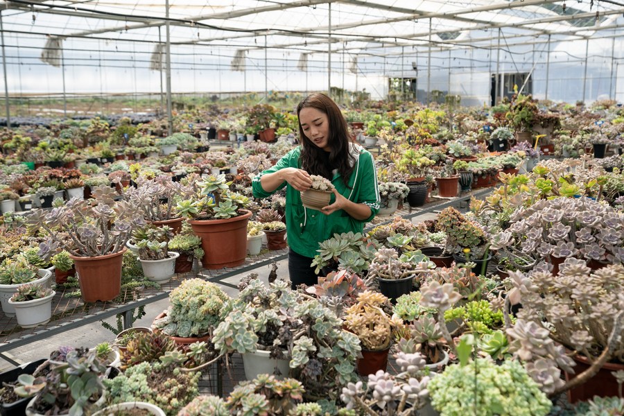 Economy&Life | Star livestreamer promotes succulent plants in S China's ...