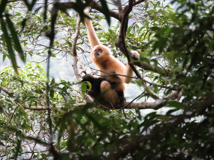 Ecological guardianship helps increase population of world's rarest ...