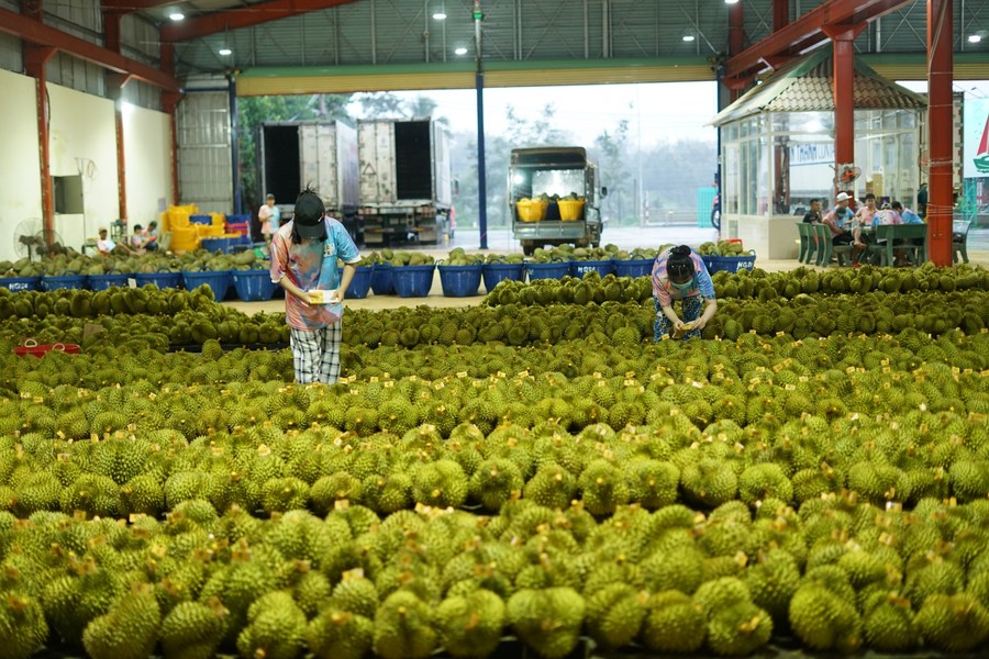 Durian becomes biggest earner of Vietnam's fruit, vegetable export ...