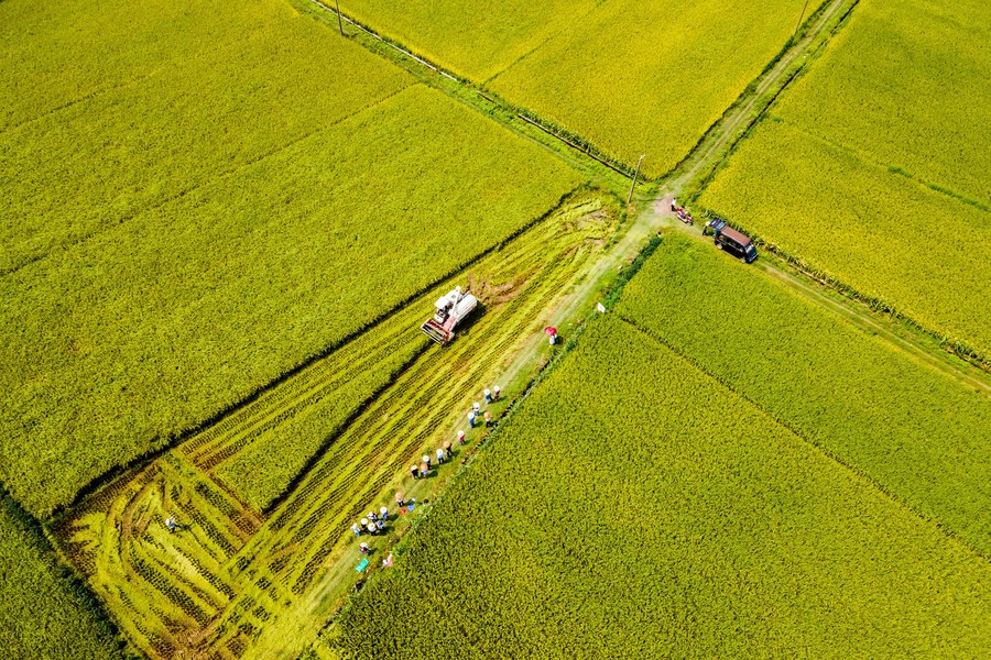 A new agricultural model in central China's Hunan-Xinhua