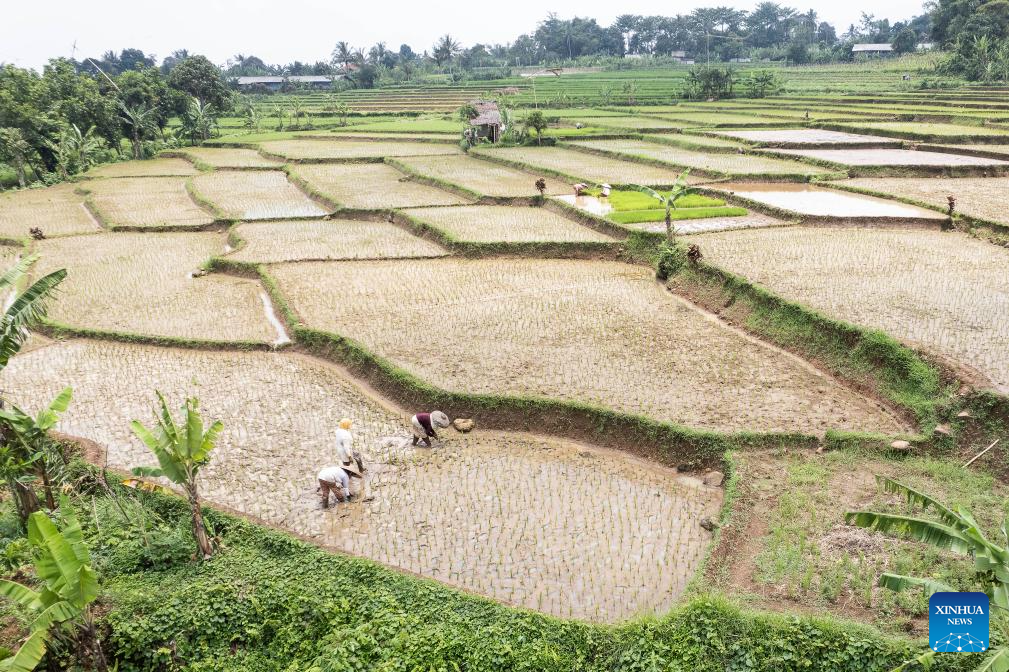 Farmers work in paddy fields in Indonesia-Xinhua