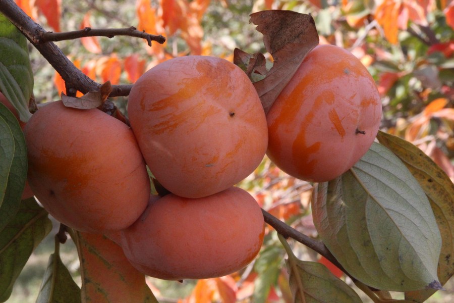 Asia Album: Persimmon harvest in Afghanistan -Xinhua