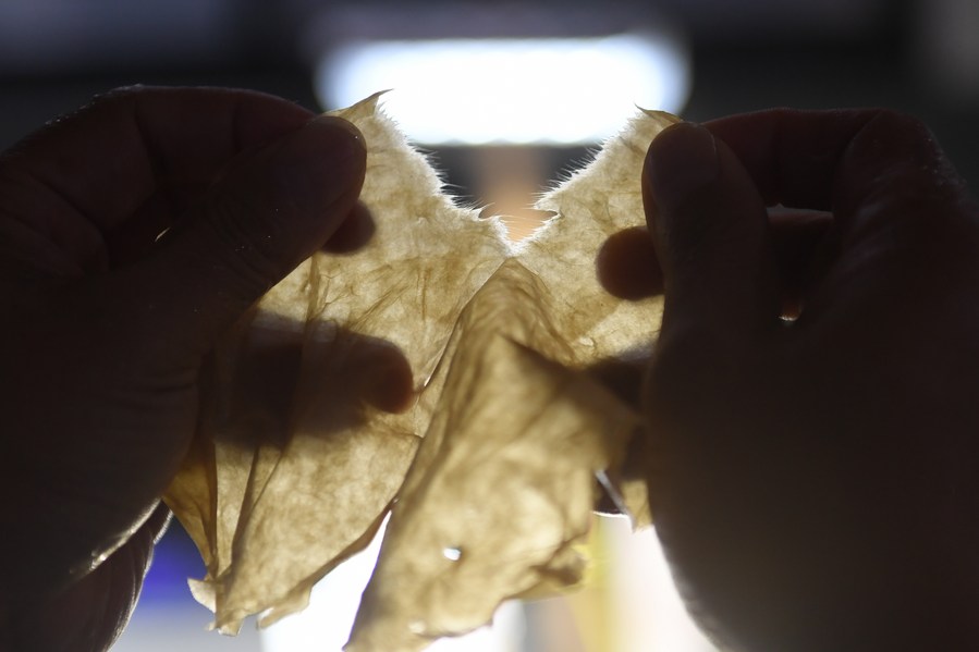 (ZhejiangPictorial) Traditional skills of making Kaihua paper regain ...