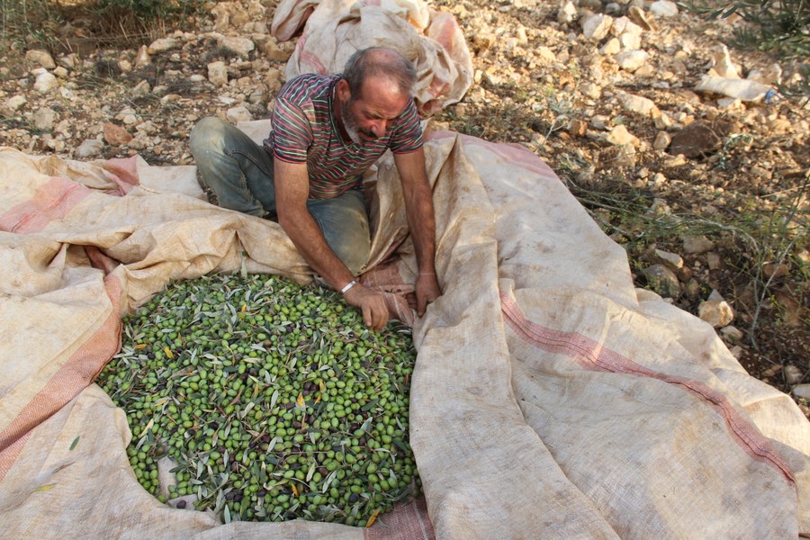 Lebanon's "liquid gold" turns "bitter" as olive harvest hampered by ...