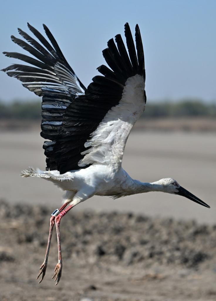 InPics: 11 rescued oriental white storks released into wild in N China ...