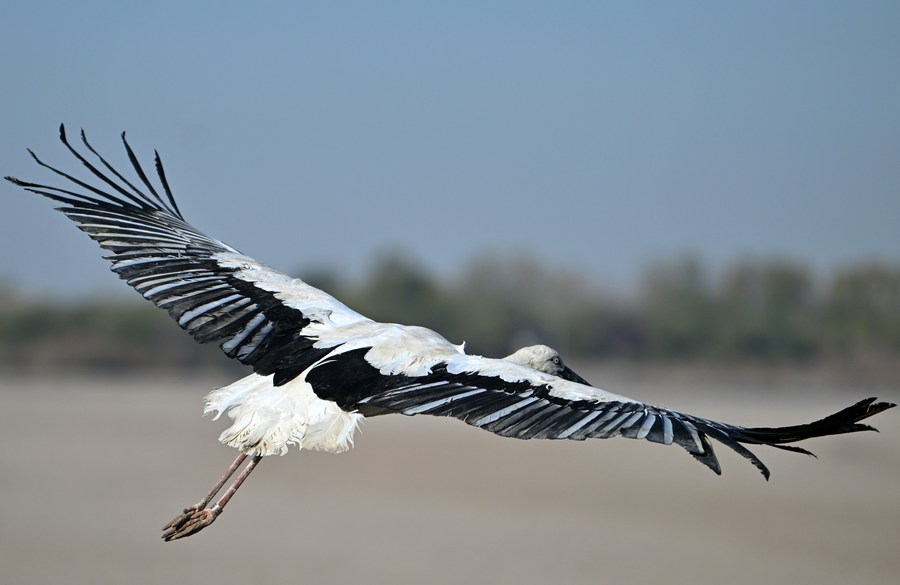 InPics: 11 rescued oriental white storks released into wild in N China ...