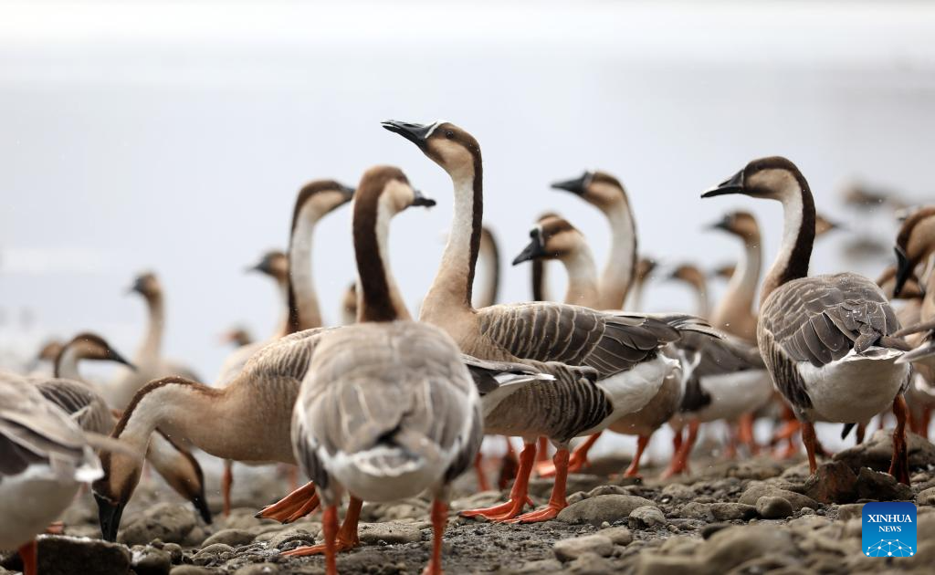 Migratory birds seen at Hunhe River in NE China's Shenyang-Xinhua