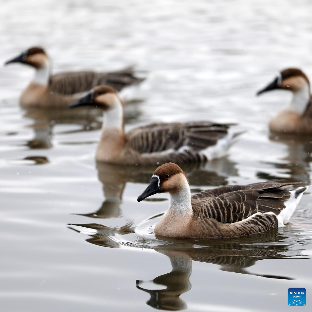 Migratory birds seen at Hunhe River in NE China's Shenyang-Xinhua