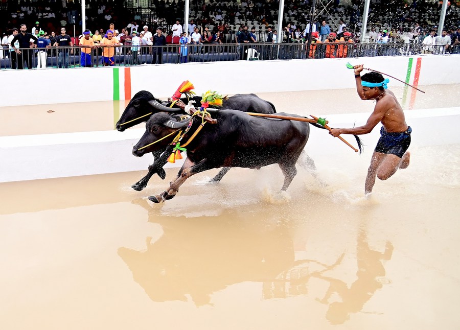 Asia Album: India's Bengaluru debuts its Kambala buffalo race -Xinhua