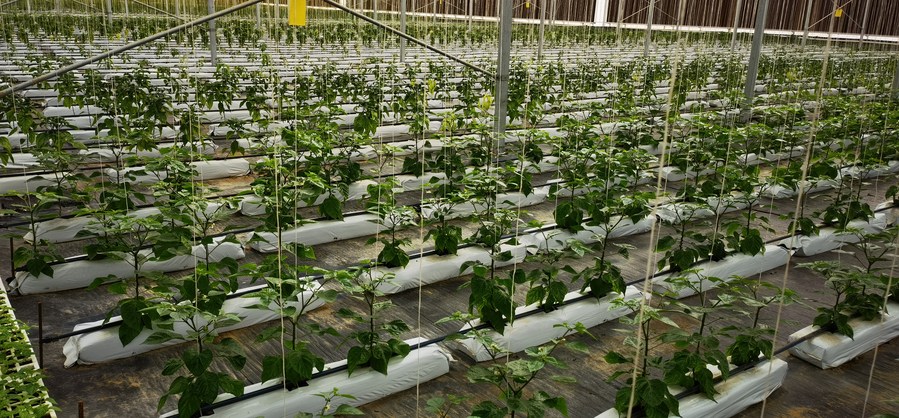 BRI agricultural cooperation help alleviate hunger in less developed ...