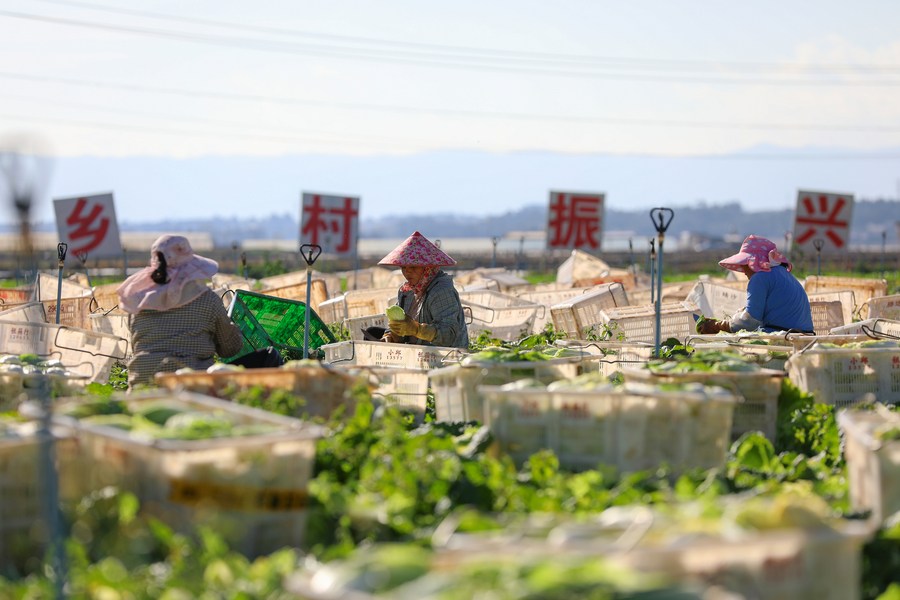 China reports high level of crop germplasm resource preservation-Xinhua