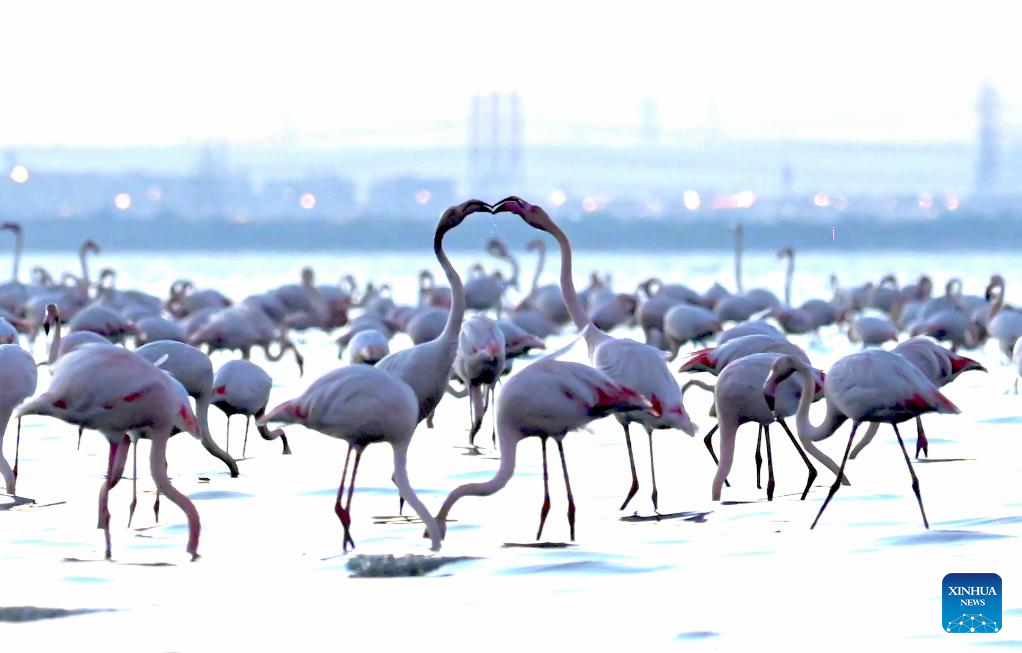 Flamingos seen in Kuwait-Xinhua