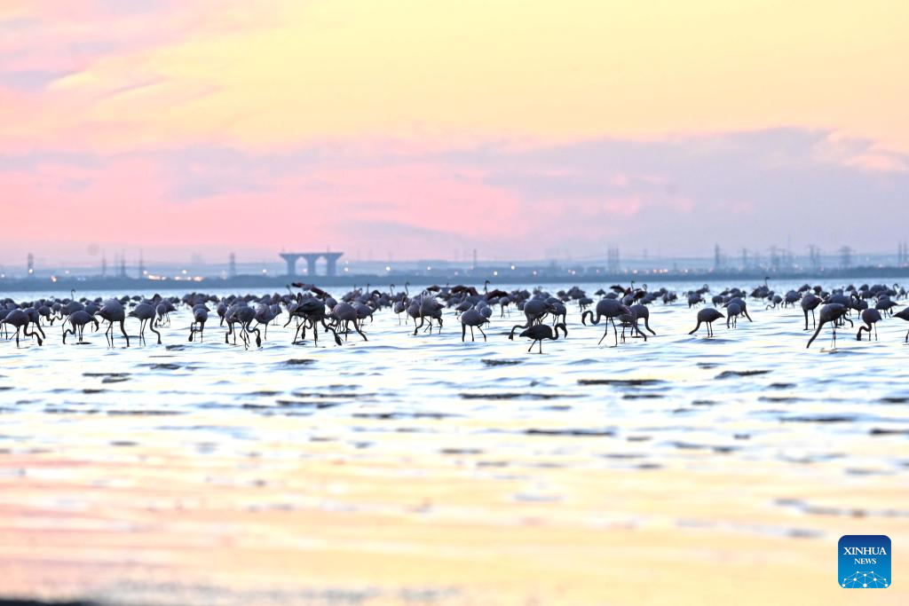 Flamingos seen in Kuwait-Xinhua