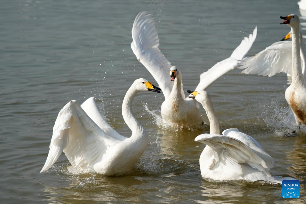 White swans seen at Pinglu Yellow River Wetland in N China-Xinhua