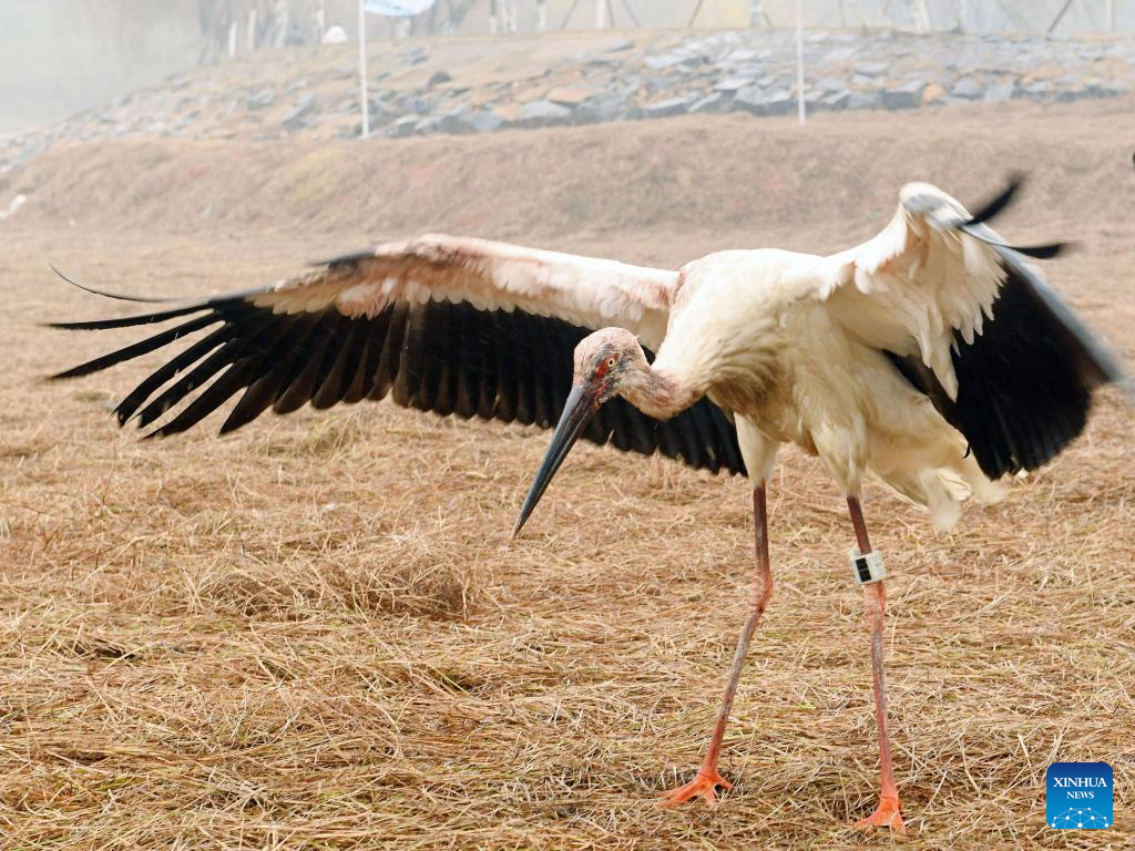 Oriental white storks released into wild in E China-Xinhua