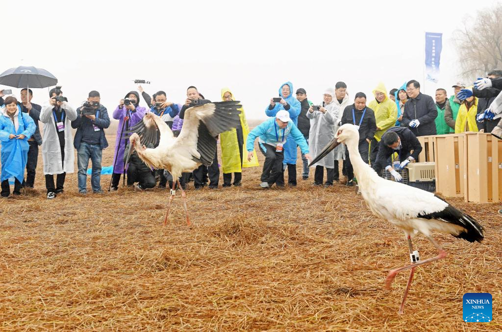 Oriental white storks released into wild in E China-Xinhua
