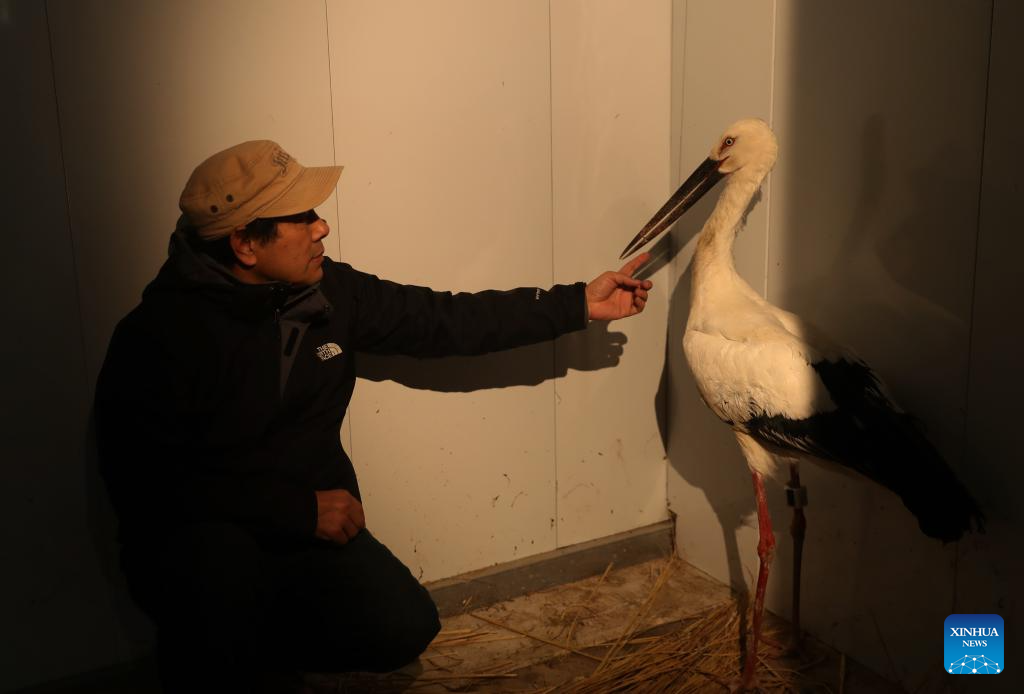 Oriental white storks released into wild in E China-Xinhua
