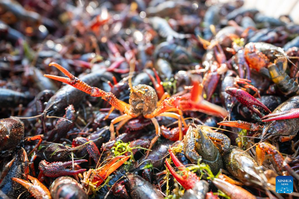 Winter-time crayfish farming technologies bring benefits to farmers in ...