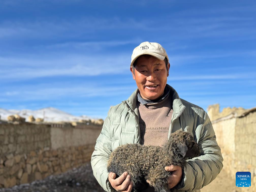 Across China: Sheep breeding cooperatives boost incomes of Xizang ...