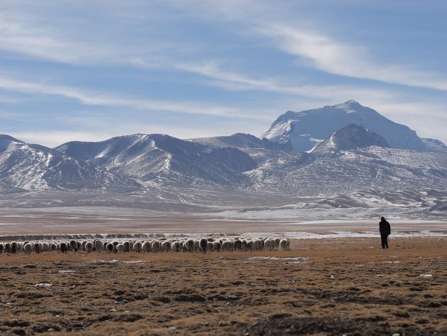 Sheep breeding cooperatives boost incomes of Xizang herders-Xinhua