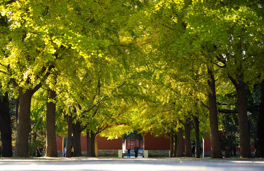 Beijing to expand green space coverage-Xinhua