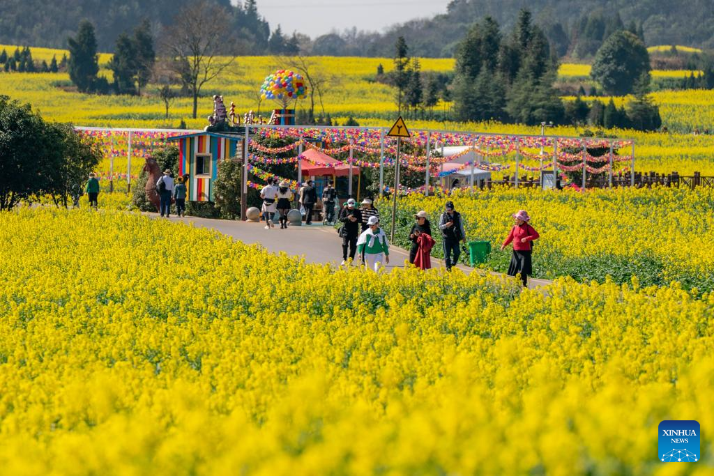 Cole flower fields draw visitors in SW China's Yunnan-Xinhua