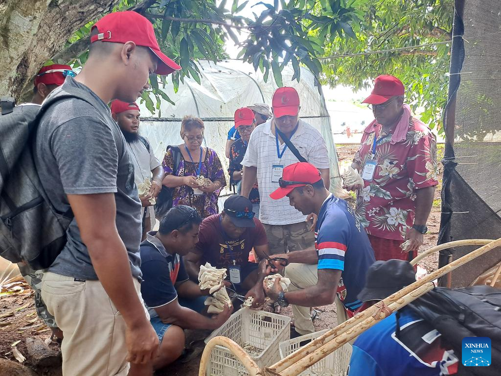 Feature: China's "magic grass" benefits Pacific Island countries-Xinhua