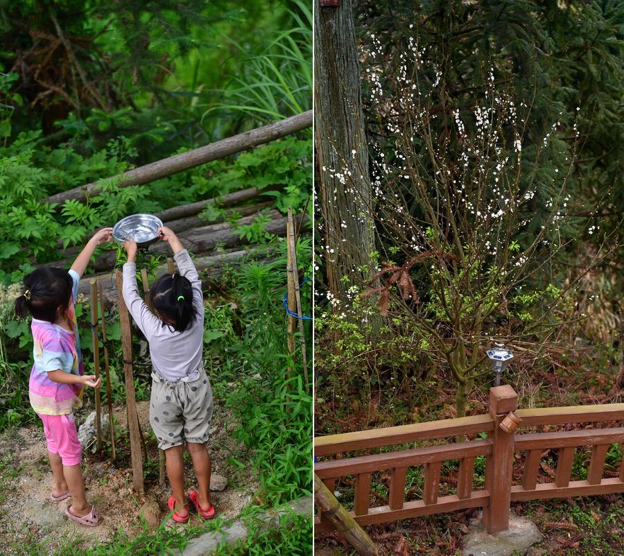 EcoChina | Tree planting program improves living environment of Miao ...