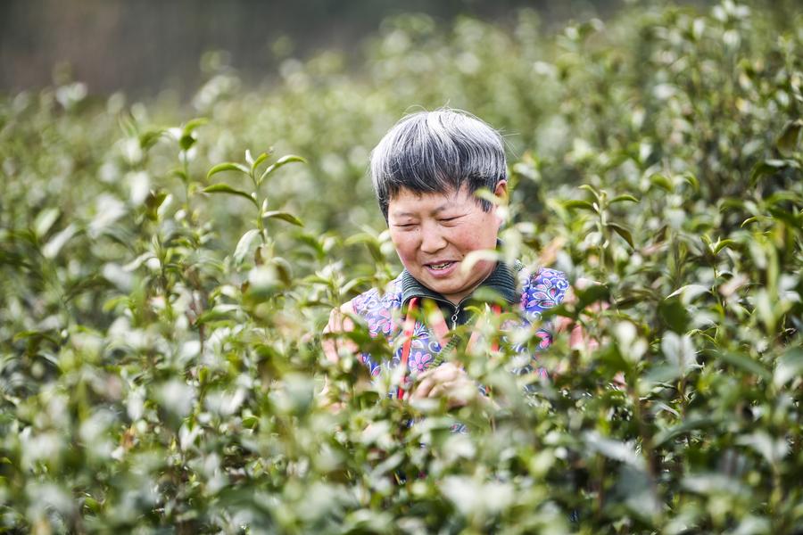 Economy&Life | Tea farmers embrace spring harvest season in Fengjie ...