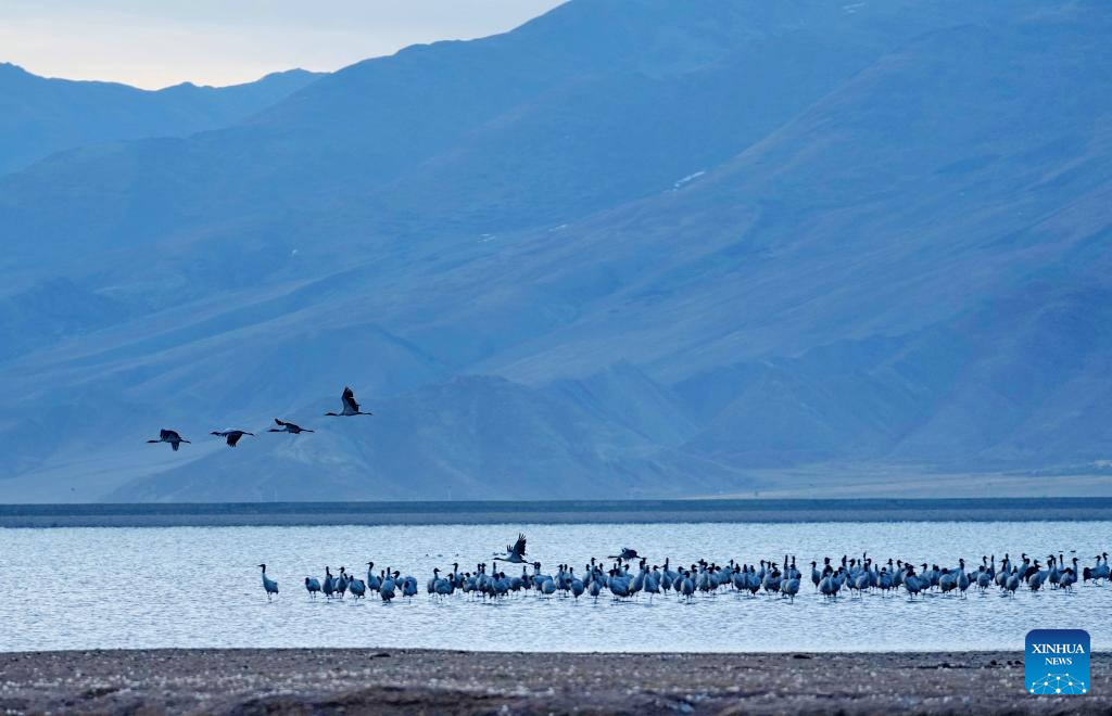 Black-necked cranes start migration from reservoir in Lhunzhub, Xizang ...