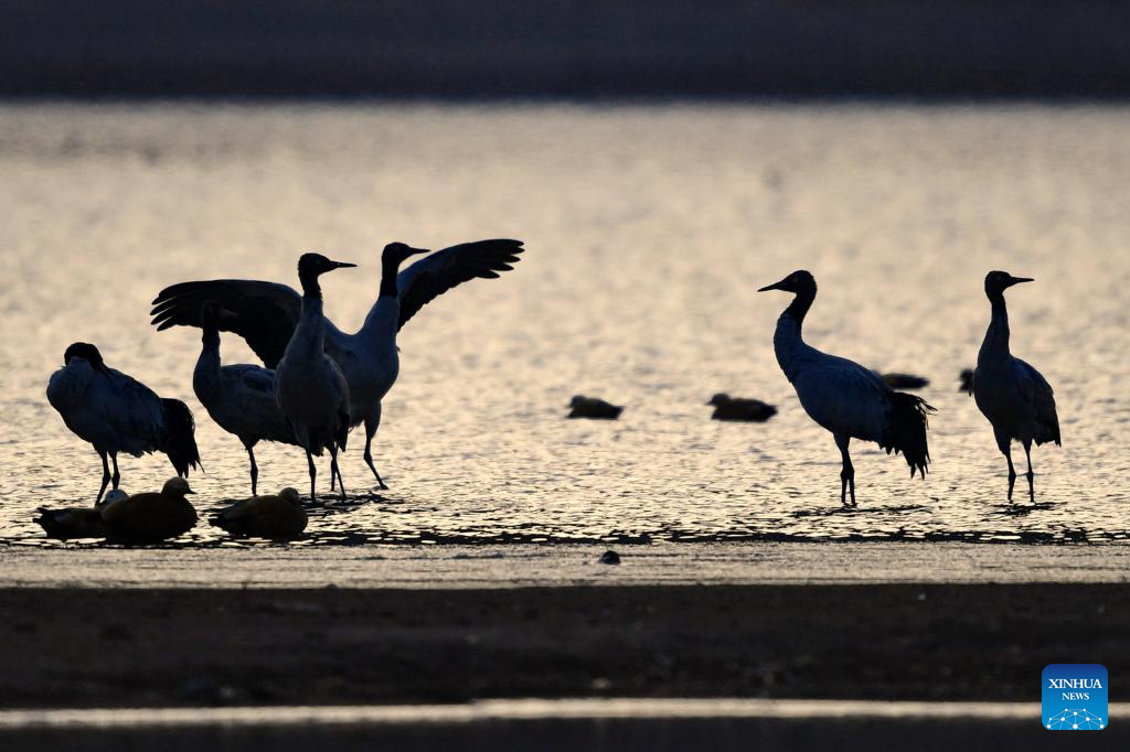 Black-necked cranes start migration from reservoir in Lhunzhub, Xizang ...