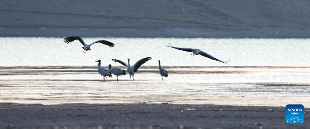 Black-necked cranes start migration from reservoir in Lhunzhub, Xizang ...