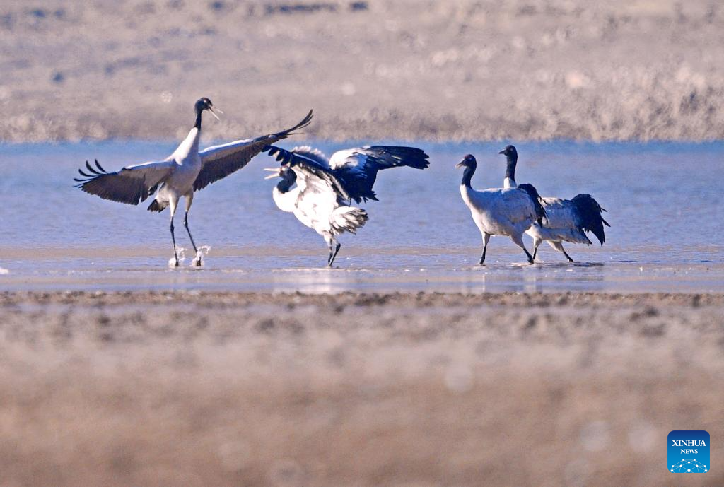 Black-necked cranes start migration from reservoir in Lhunzhub, Xizang ...
