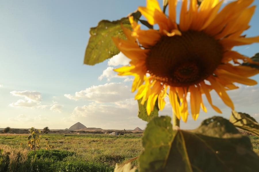 Mideast in Pictures: Spring blossoms in Mideast-Xinhua