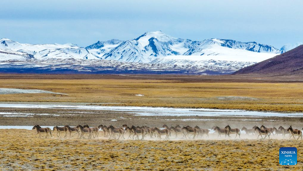 In pics: Tibetan wild donkeys in Burang County, Xizang_Top News