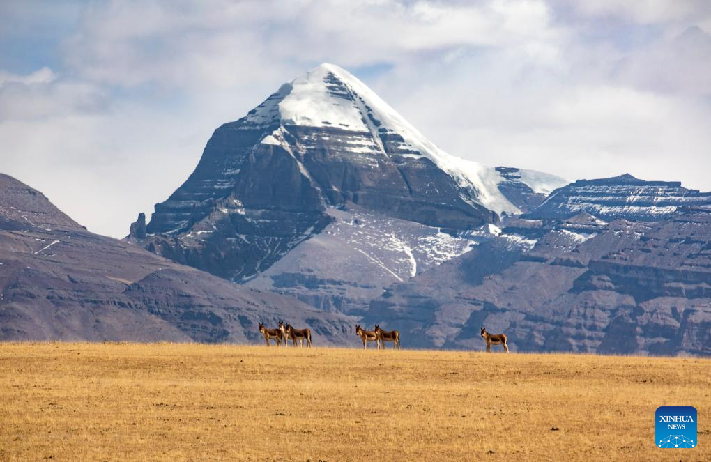 In pics: Tibetan wild donkeys in Burang County, Xizang_Top News