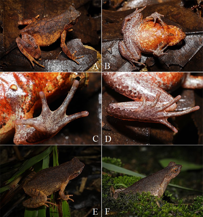 New toad species discovered in south China's Guangdong-Xinhua