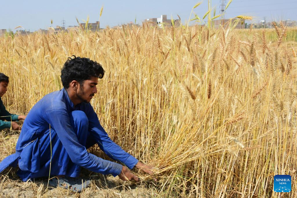 Farmers harvest wheat in southern Pakistan-Xinhua