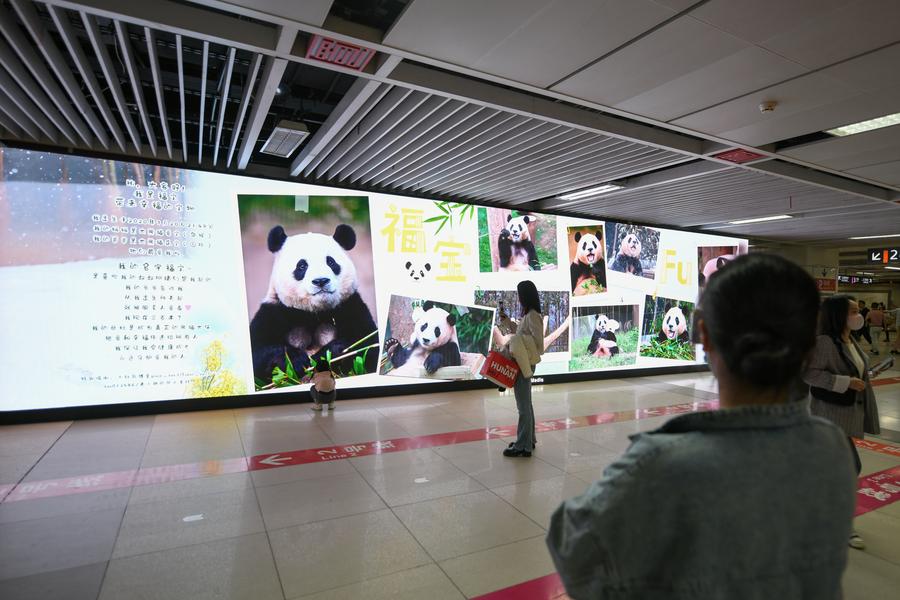 ROK-born giant panda Fu Bao returns to China-Xinhua