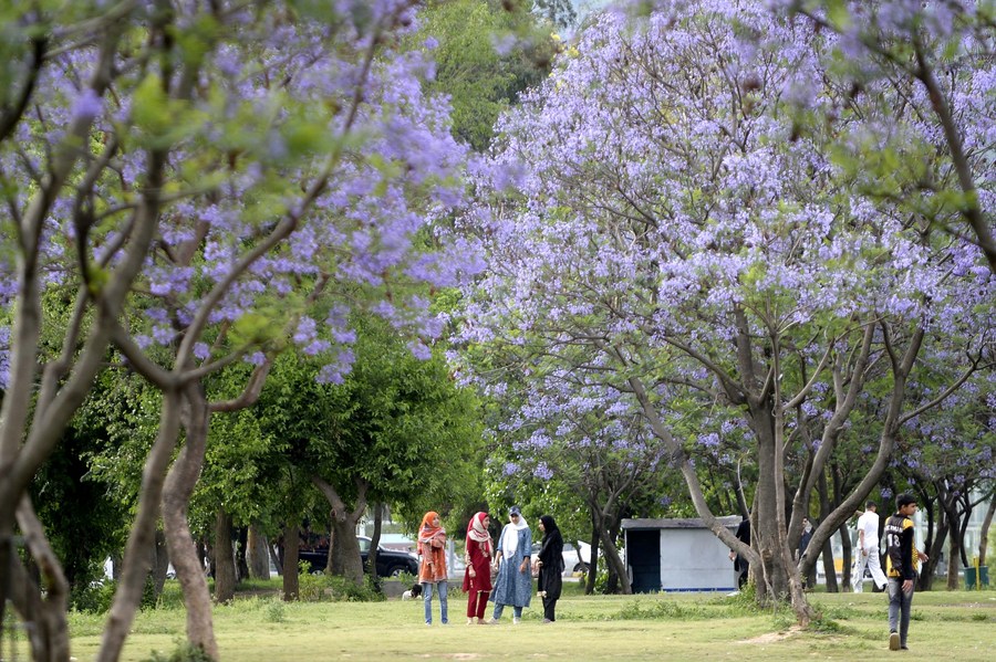 Asia Album: Leisure time under jacaranda trees in Pakistan-Xinhua