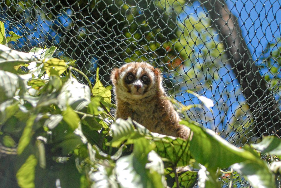 Asia Album: Javan slow lorises released to the wild-Xinhua