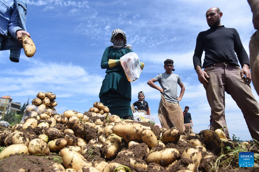 Potatoes harvested in Akkar, Lebanon-Xinhua