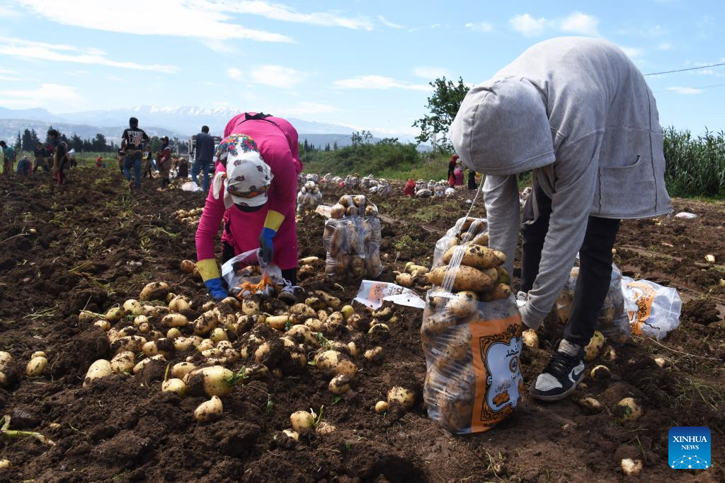 Potatoes harvested in Akkar, Lebanon-Xinhua
