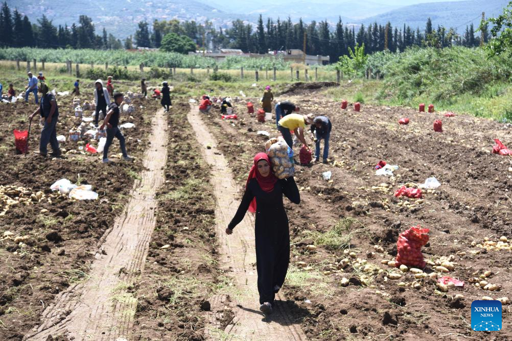 Potatoes harvested in Akkar, Lebanon-Xinhua