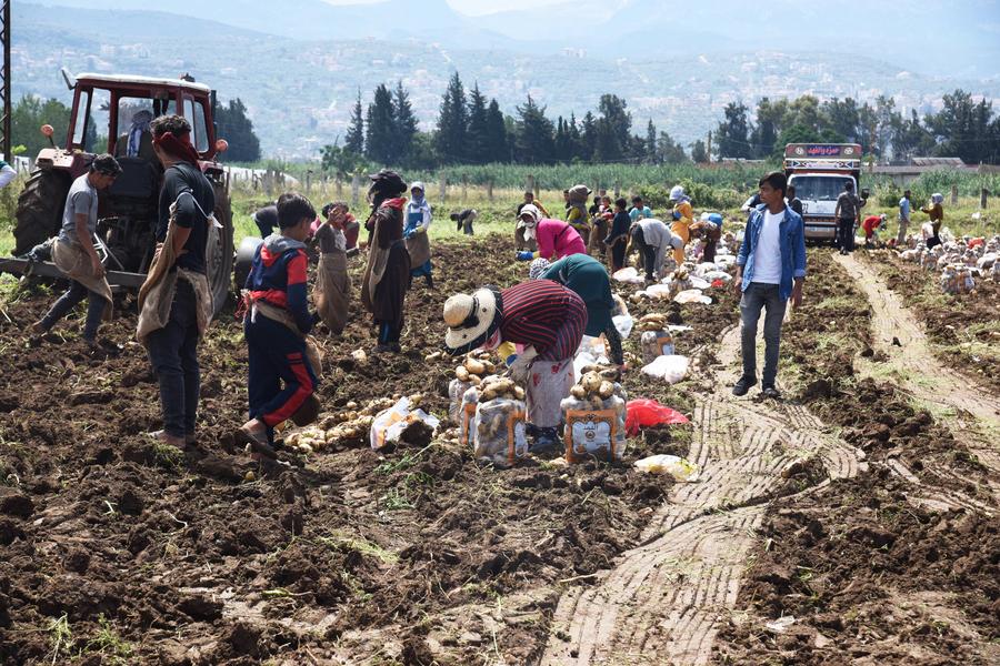 Mideast in Pictures: Potato harvest season in Lebanon's Akkar -Xinhua