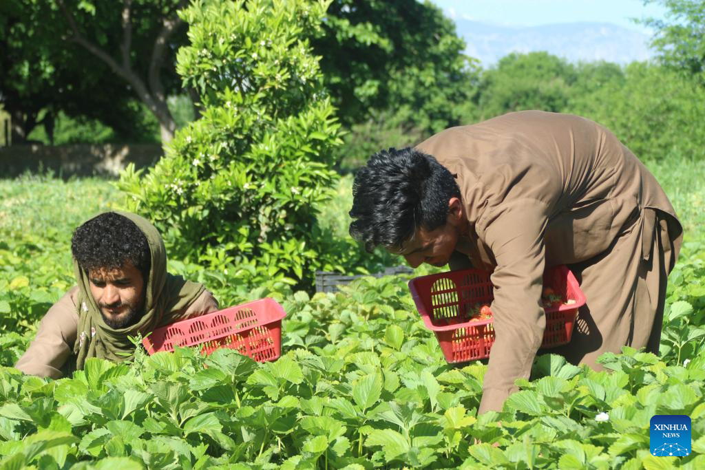 Farmers sort, pack strawberries in Khogyani District, Afghanistan-Xinhua