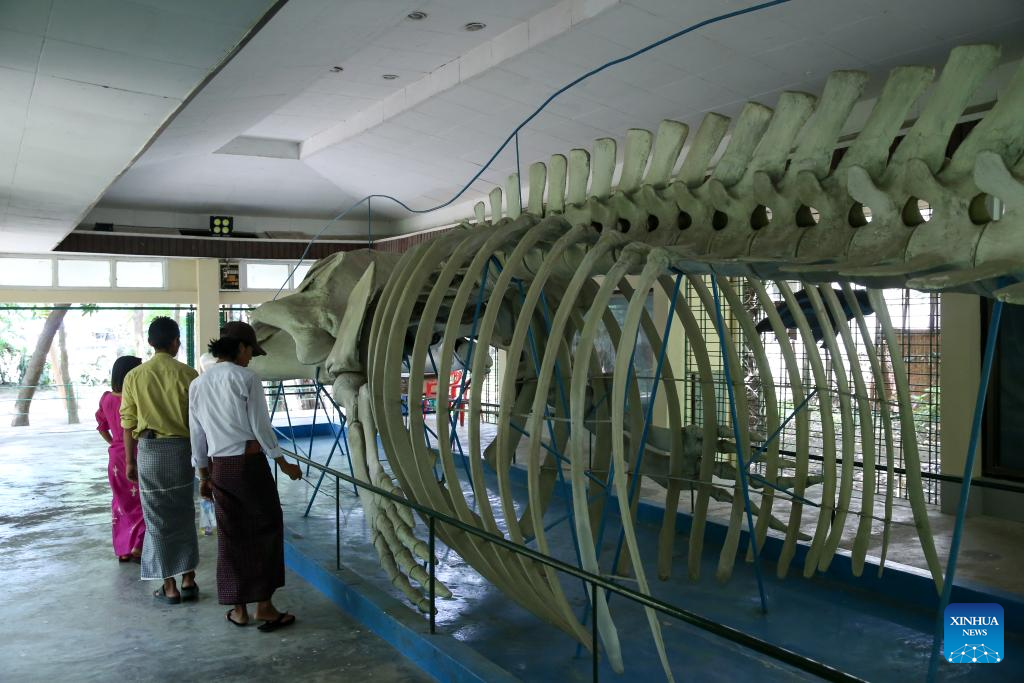 Museum Day marked in Yangon, Myanmar-Xinhua