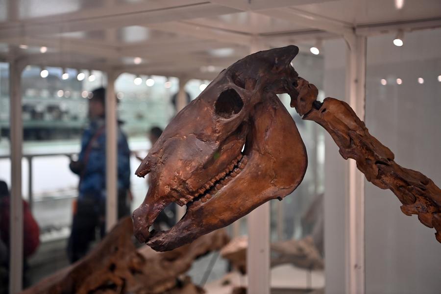 Tianjin's century-old museum tells of Sino-French bond-Xinhua