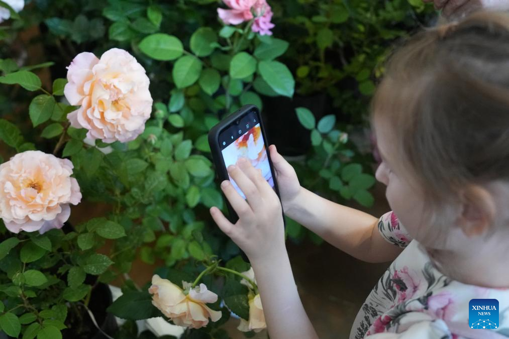 Over 100 varieties of roses on display at "Roses 2024" exhibition in ...